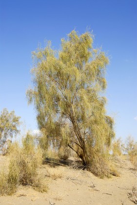 Saxaul Sacsaoul Saksaul Haloxylon Ammodendron Bush Editorial Stock ...
