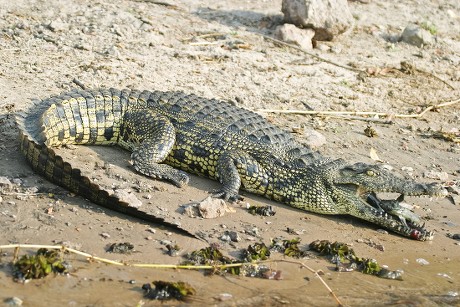 15 Crocodile fishes Stock Pictures, Editorial Images and Stock Photos ...