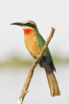 Whitefronted Beeeater Merops Bullockoides Zambezi Zambesi Editorial ...