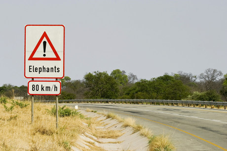 18 Elephant crossing sign Stock Pictures, Editorial Images and Stock ...