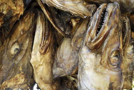 7 Codfish heads Stock Pictures, Editorial Images and Stock Photos ...