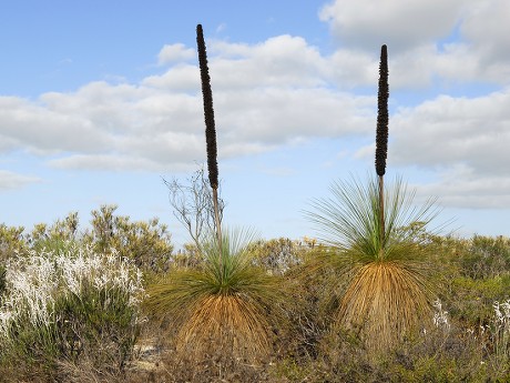 Australian Grass Tree Aka Southern Blackboy Editorial Stock Photo ...
