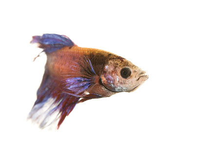 Siamese Fighting Fish Male Betta Splendens Editorial Stock Photo ...