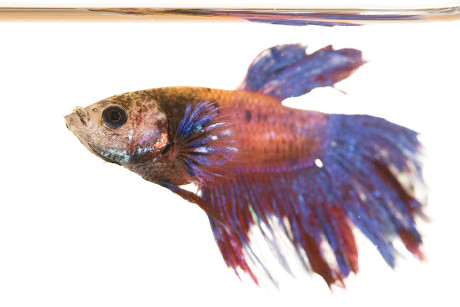 21 Betta splendens Stock Pictures, Editorial Images and Stock Photos ...