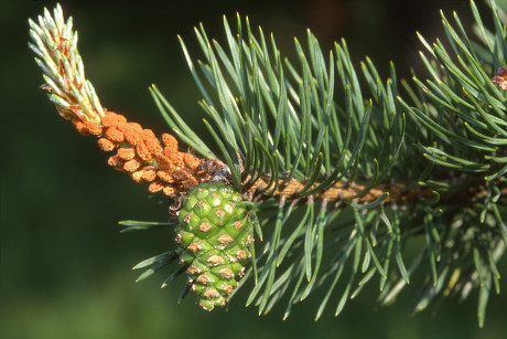 61 Pinophyta Stock Pictures, Editorial Images and Stock Photos ...