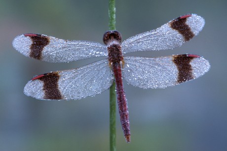 Banded Darter Dragonfly Sympetrum Pedemontanum Covered Editorial Stock ...