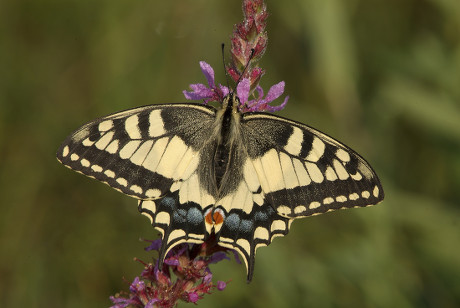 Old World Swallowtail Common Yellow Swallowtail Editorial Stock Photo - Stock Image | Shutterstock