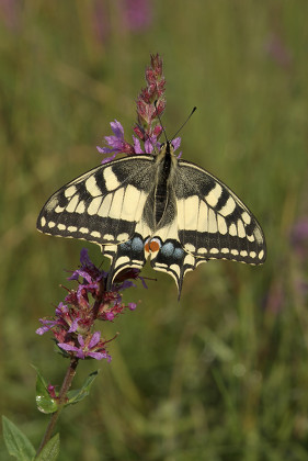 Old World Swallowtail Common Yellow Swallowtail Editorial Stock Photo - Stock Image | Shutterstock