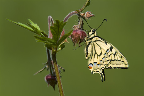 Old World Swallowtail Common Yellow Swallowtail Editorial Stock Photo - Stock Image | Shutterstock