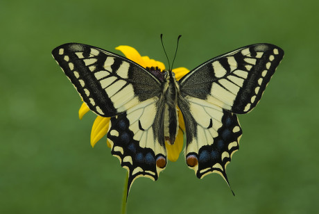 Old World Swallowtail Common Yellow Swallowtail Editorial Stock Photo - Stock Image | Shutterstock