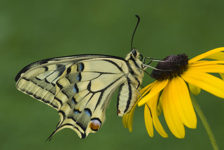 Old World Swallowtail Common Yellow Swallowtail Editorial Stock Photo - Stock Image | Shutterstock