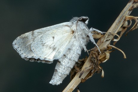 Miller Moth Acronicta Leporina Tirol Austria Editorial Stock Photo ...
