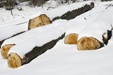 26 Trees lie down Stock Pictures, Editorial Images and Stock Photos ...