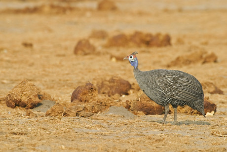 11 Bird shit Stock Pictures, Editorial Images and Stock Photos ...