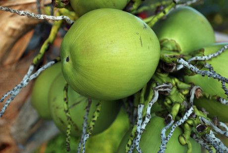 23 Coco palm plant Stock Pictures, Editorial Images and Stock Photos ...