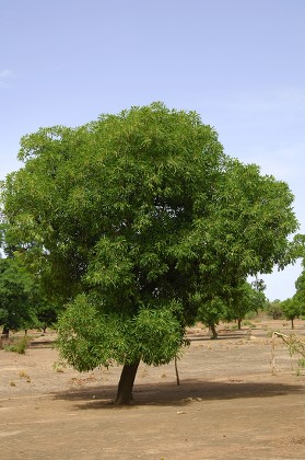 Shea Butter Tree Karite Tree Vitellaria Editorial Stock Photo - Stock ...