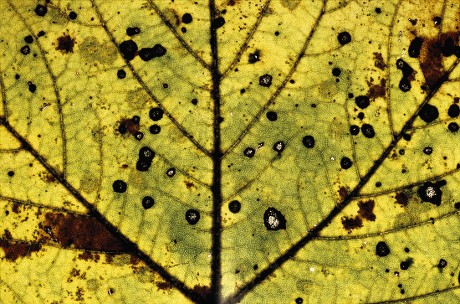 64 Rottened Stock Pictures, Editorial Images and Stock Photos ...