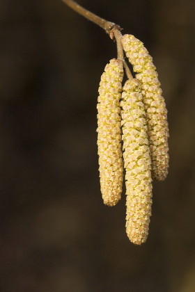 Common Hazel Flowers Corylus Avellana Editorial Stock Photo - Stock ...