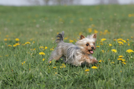 Yorkshire Terrier Yorkie Bitch Running Over Editorial Stock Photo ...