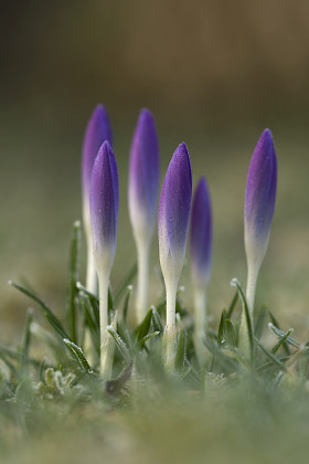 Spring Crocus Dutch Crocus Crocus Vernus Editorial Stock Photo - Stock ...