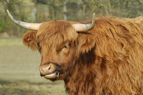 250 Cloven hoofed animal Stock Pictures, Editorial Images and Stock ...