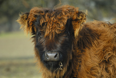 250 Cloven hoofed animal Stock Pictures, Editorial Images and Stock ...