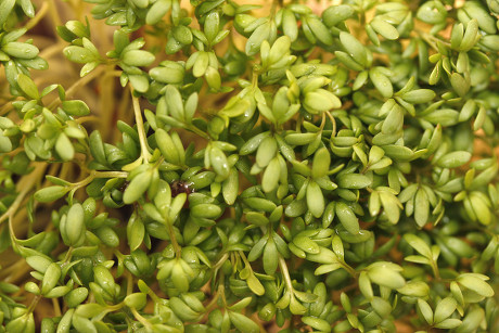 25 Garden pepper cress Stock Pictures, Editorial Images and Stock ...