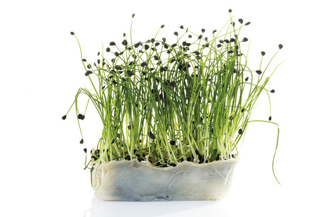 Rock Chives Editorial Stock Photo - Stock Image | Shutterstock