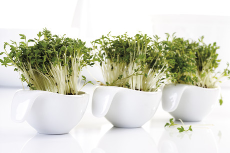 25 Garden pepper cress Stock Pictures, Editorial Images and Stock ...