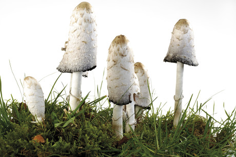 Inky Cap Mushrooms Coprinus Editorial Stock Photo - Stock Image ...