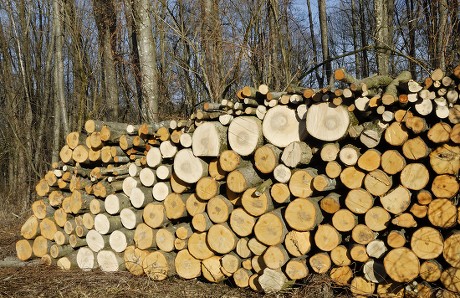 5 Lumbering industry Stock Pictures, Editorial Images and Stock Photos ...