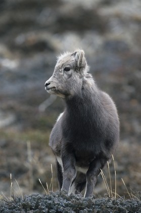 250 Cloven hoofed animal Stock Pictures, Editorial Images and Stock ...