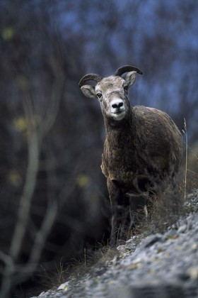 250 Cloven hoofed animal Stock Pictures, Editorial Images and Stock ...