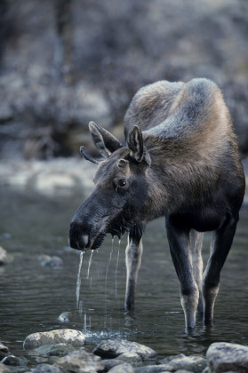 250 Cloven hoofed animal Stock Pictures, Editorial Images and Stock ...