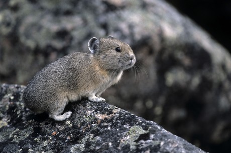 38 Pikas Stock Pictures, Editorial Images and Stock Photos | Shutterstock