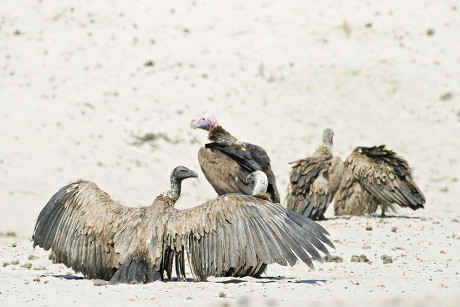Cape Griffon Cape Vulture Gyps Coprotheres Editorial Stock Photo ...