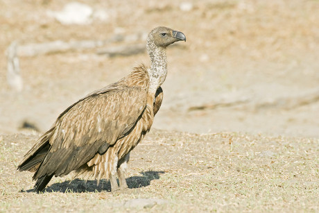 Cape Griffon Cape Vulture Gyps Coprotheres Editorial Stock Photo ...