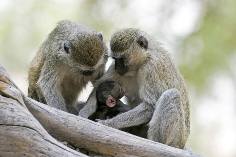 Chlorocebuses Vervet Monkeys Green Monkeys Chlorocebus Editorial Stock ...