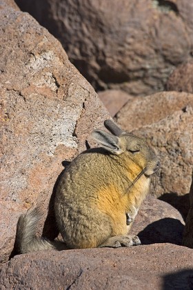 Southern Viscacha Lagidium Viscacia El Tatio Editorial Stock Photo ...