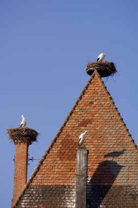 White Storks Ciconia Ciconia Nesting On Editorial Stock Photo - Stock ...