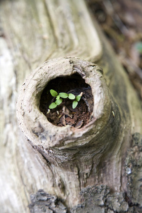 41 Animated tree Stock Pictures, Editorial Images and Stock Photos ...