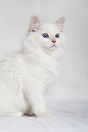 White Nevamasquarade Kitten Editorial Stock Photo - Stock Image ...