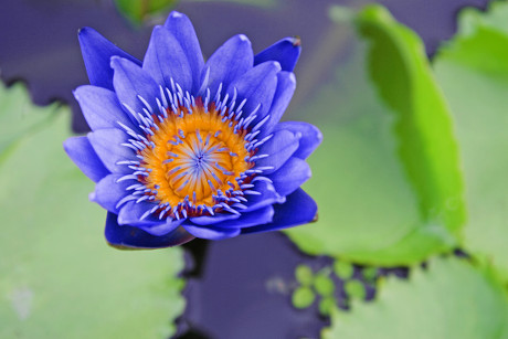 Violet Waterlily Nymphaea Colorata Editorial Stock Photo - Stock Image ...