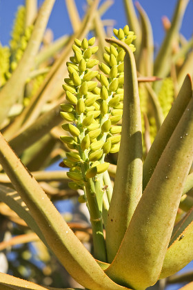 Bloom Quiver Tree Quiver Tree Forest Editorial Stock Photo - Stock ...