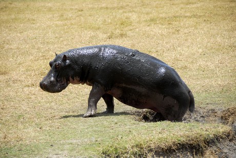 64 Bizarre behavior Stock Pictures, Editorial Images and Stock Photos ...