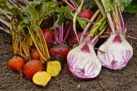 Beetroot Beta Vulgaris Lollipop Mix Freshly Editorial Stock Photo ...