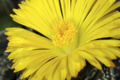 3 Faucaria Stock Pictures, Editorial Images and Stock Photos | Shutterstock