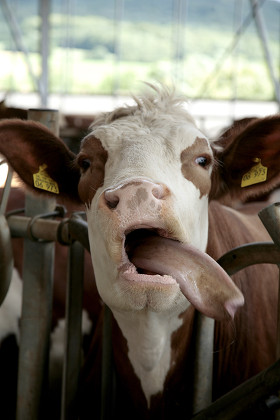 5 Cow poke Stock Pictures, Editorial Images and Stock Photos | Shutterstock