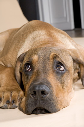 12 Boarhound Stock Pictures, Editorial Images and Stock Photos ...