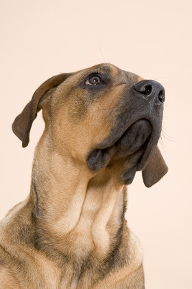 12 Boarhound Stock Pictures, Editorial Images and Stock Photos ...